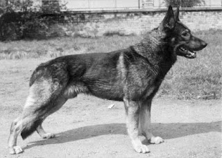 Perro lobo checoslovaco criadero The Wolf House