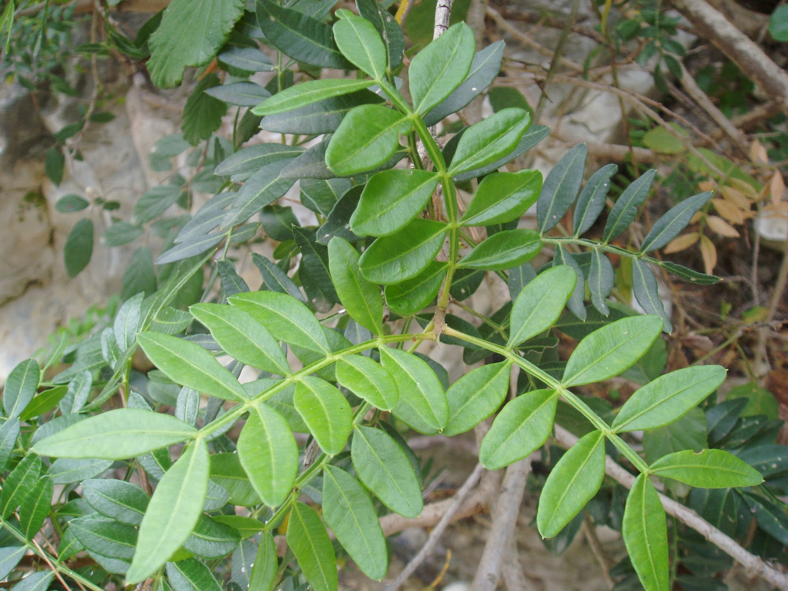 LENTISCO: Pistacia lentiscus | Plantas rioMoros