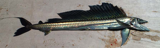 Artes de Pesca: VAMOS A PESCAR LANZÓN MEDITERRÁNEO