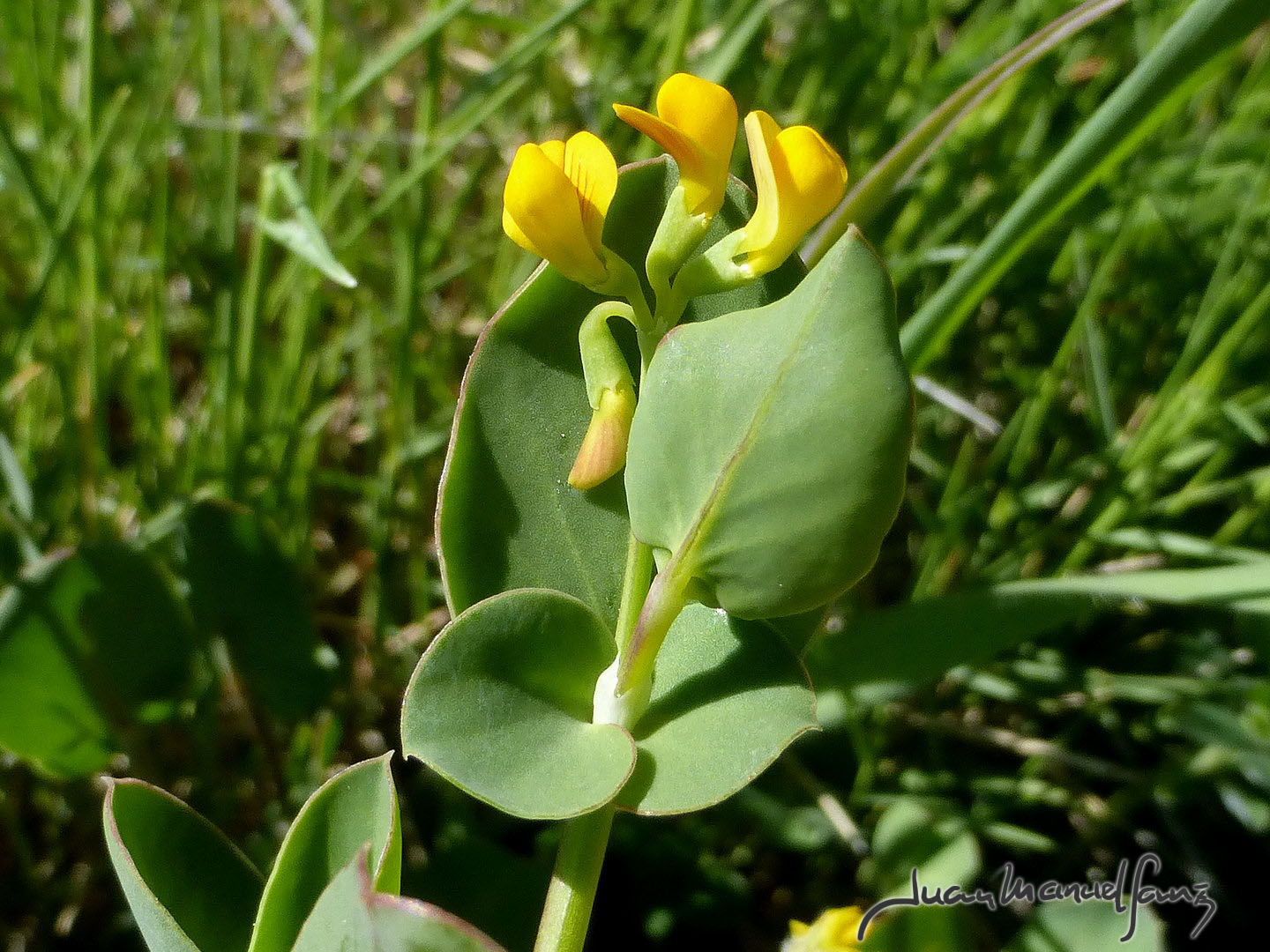 rocayflor: Flora del Somontano de Barbastro. Lauraceae - Leguminosae