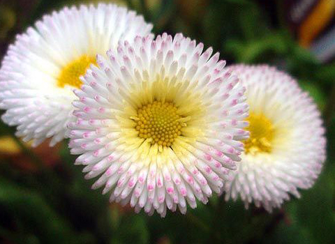 Daisy flowers: Daisy Crib Bedding Options For Your Garden Themed Nursery