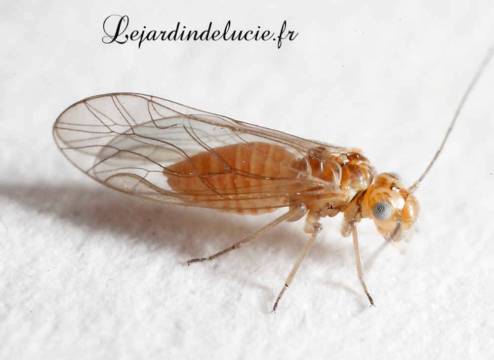 Cuneopalpus cyanops , un Psoque.