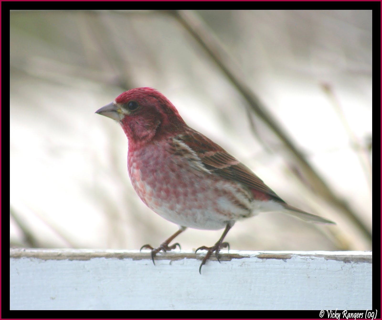 La faune et la flore du Québec en photos: Roselins et sizerins