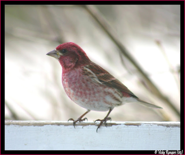 La faune et la flore du Québec en photos: Roselins et sizerins