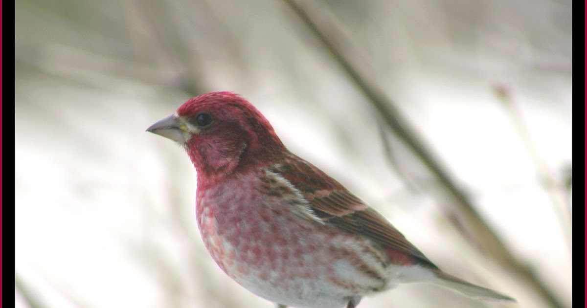 La faune et la flore du Québec en photos: Roselins et sizerins