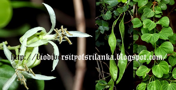 Biodiversity of Sri Lanka: මයිල [Maila] (Bauhinia racemosa)