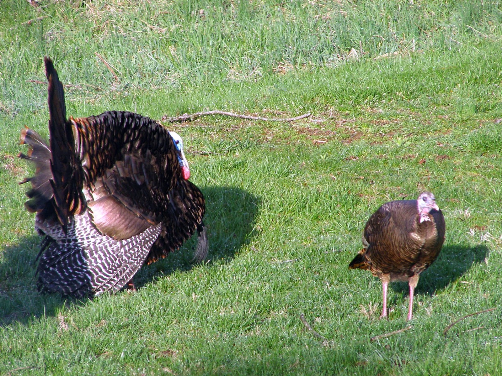 Blue Jay Barrens: Turkey Nest