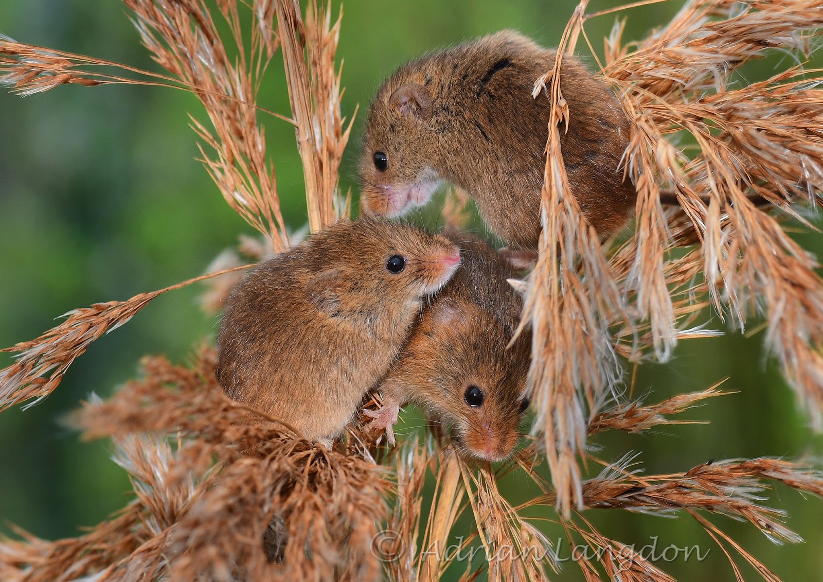 images-naturally!: Harvest mice......