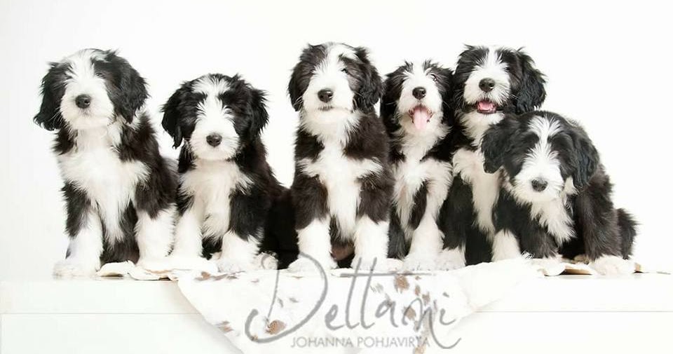 Charmhill Bearded Collies: C.I.B, Multi CH, Multi BIS & BISS HeJW-11 ...