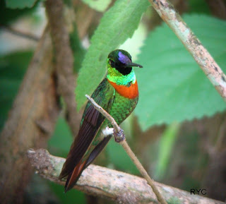 My Temple of Nature: Humdinger Hummingbirds