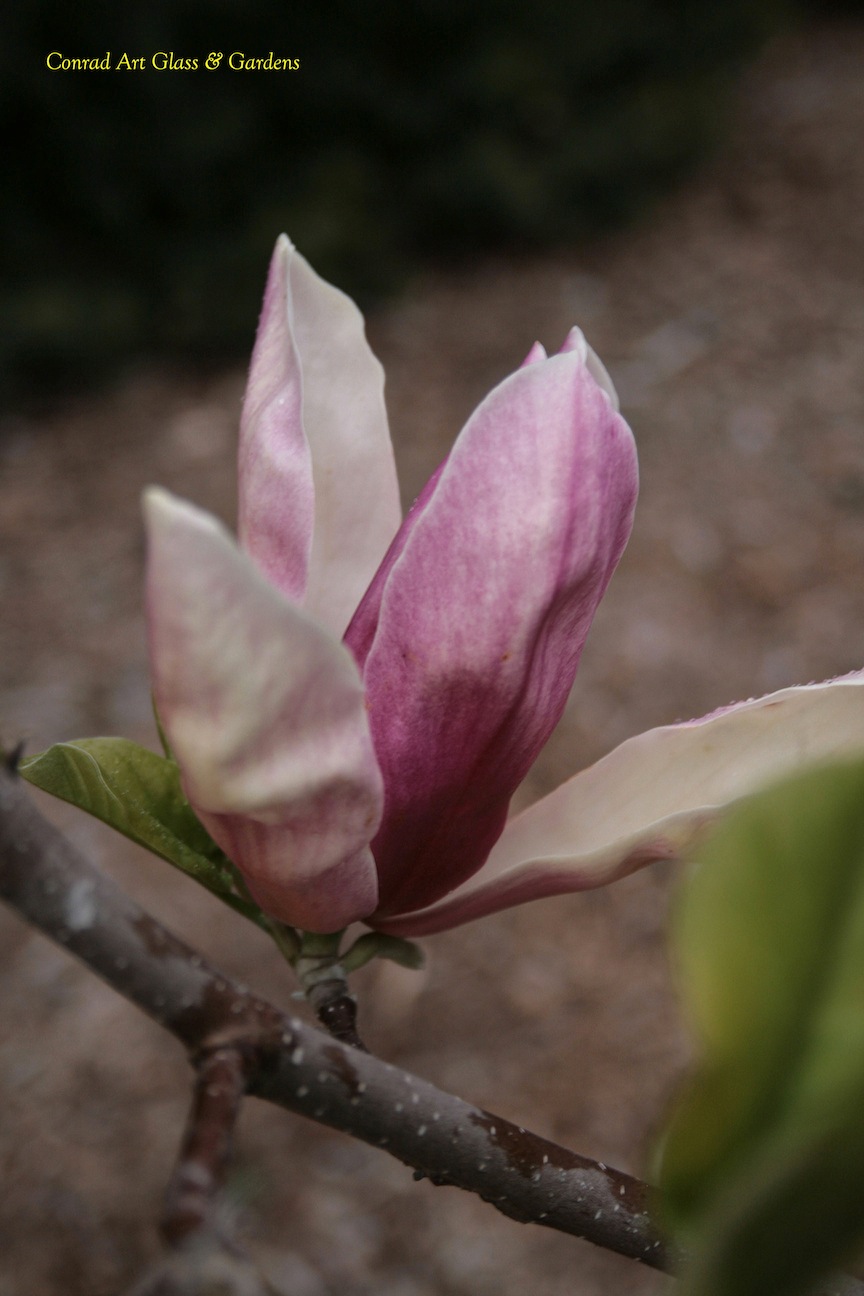 Conrad Art Glass & Gardens: Magnolias