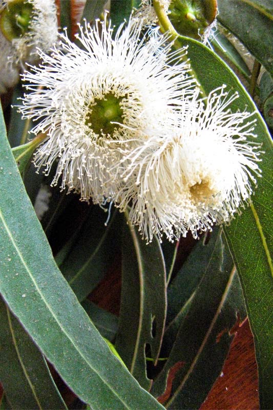 Let's go to Tasmania!