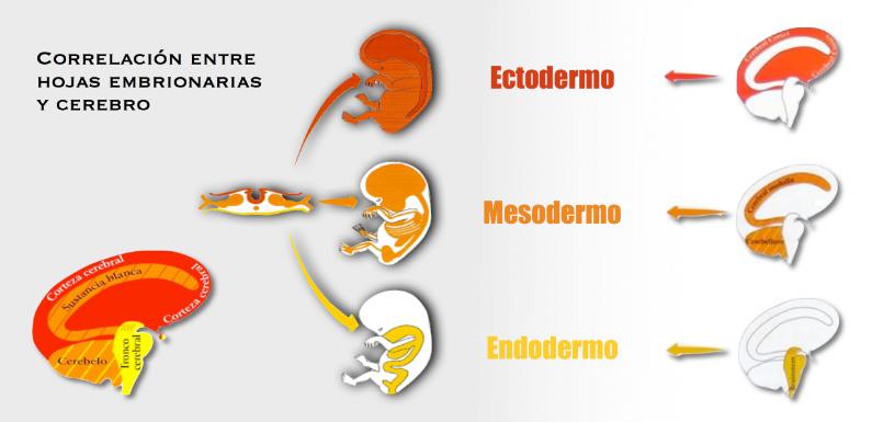 PSICOPEDAGOGÍA: DESARROLLO DEL SISTEMA NERVIOSO EN EL EMBRIÓN