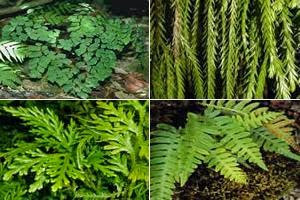 Bio blog: Las Traqueofitas