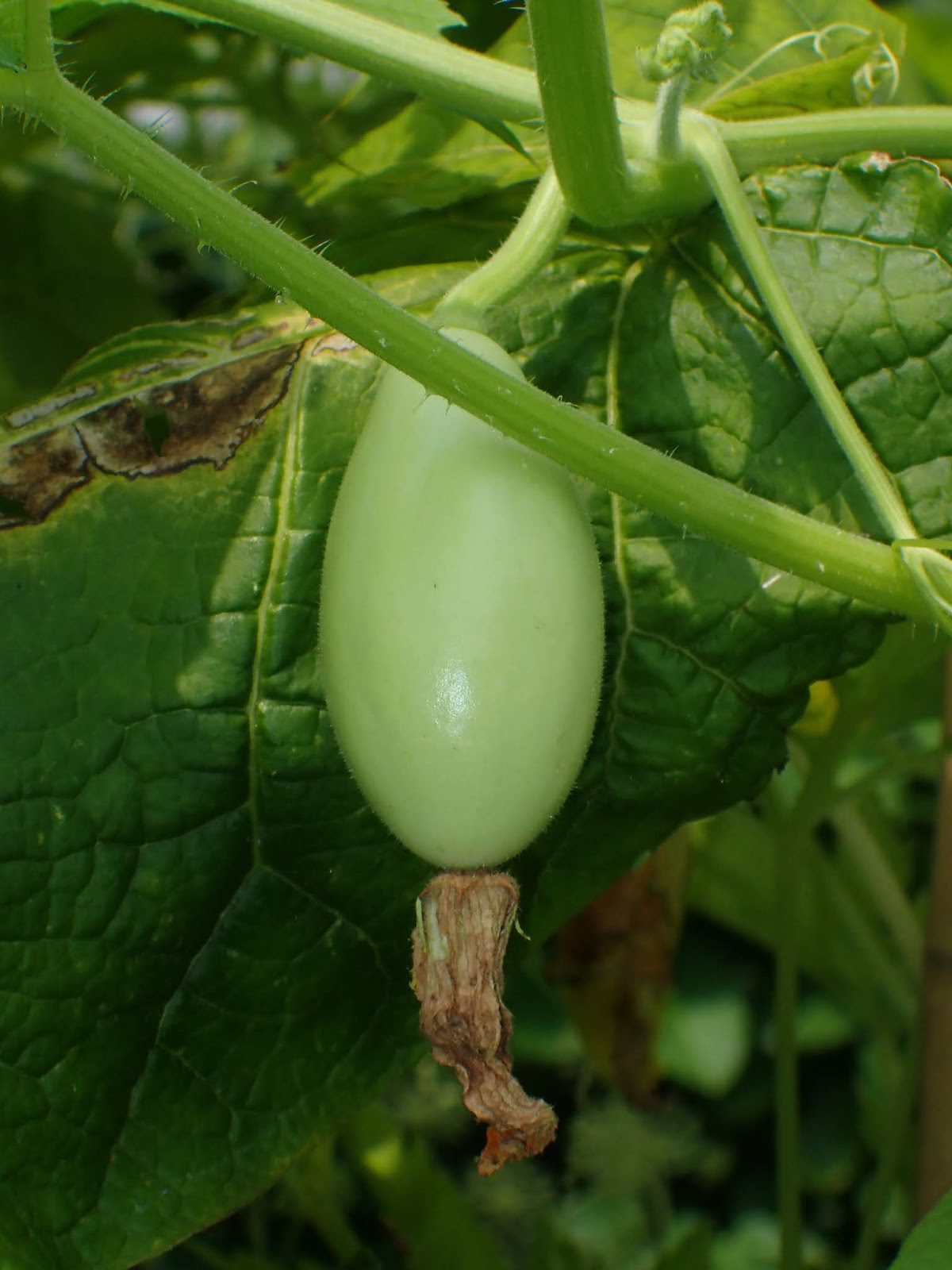 Scirpidiella's Plants: Wild squash species (Cucurbita sp. div.)