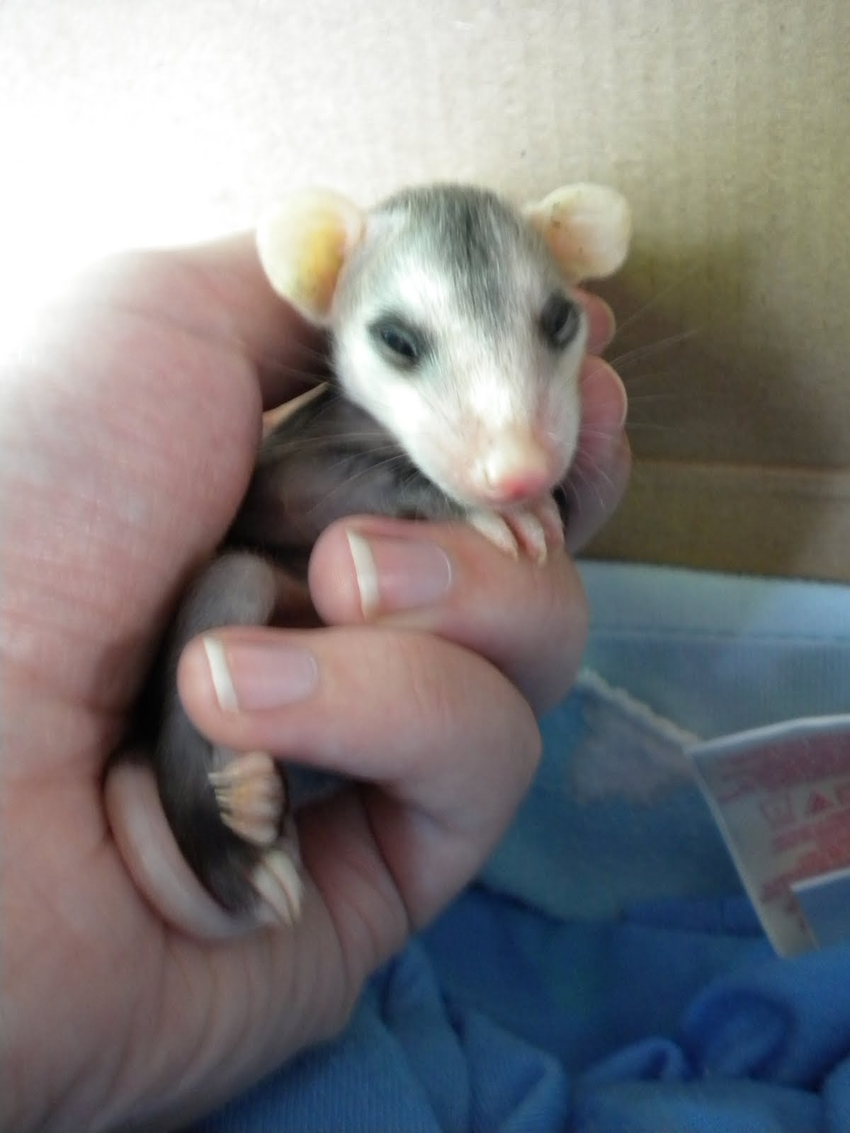 Bay Beach Wildlife Sanctuary: Opossums are cute!