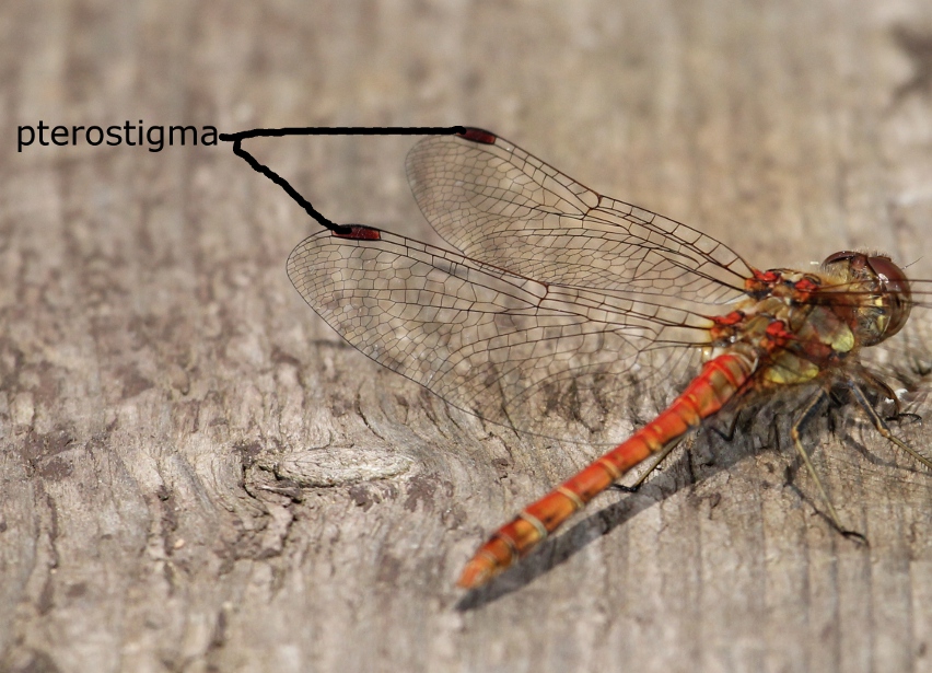 Wolvobirder's Nature Blog: 2011