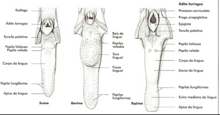 Amiga AnatoVet: Morfologia da língua e características das papilas ...