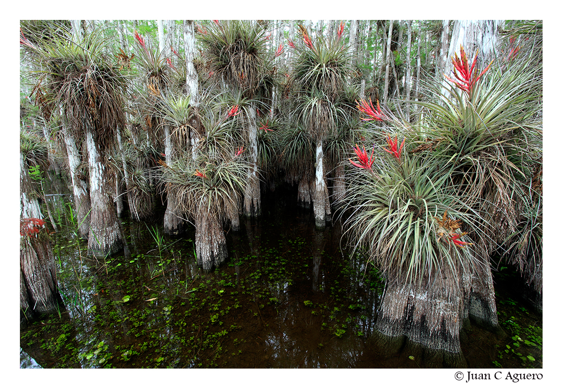 juanKaphotos: CYPRESS DOME. EVERGLADES NATIONAL PARK