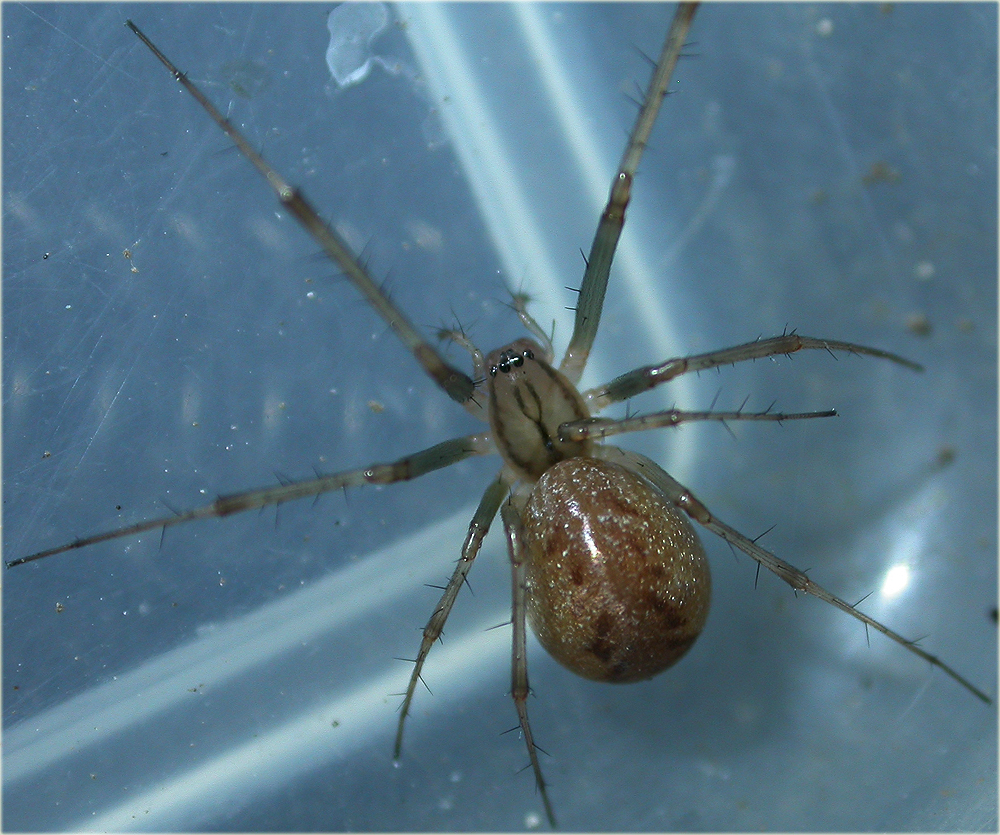 Arachnerds: Money Spiders - Linyphiidae