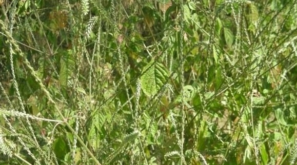 All about Ayurveda and Herbs: Achyranthes Aspera, Latjira, Apamarga ...