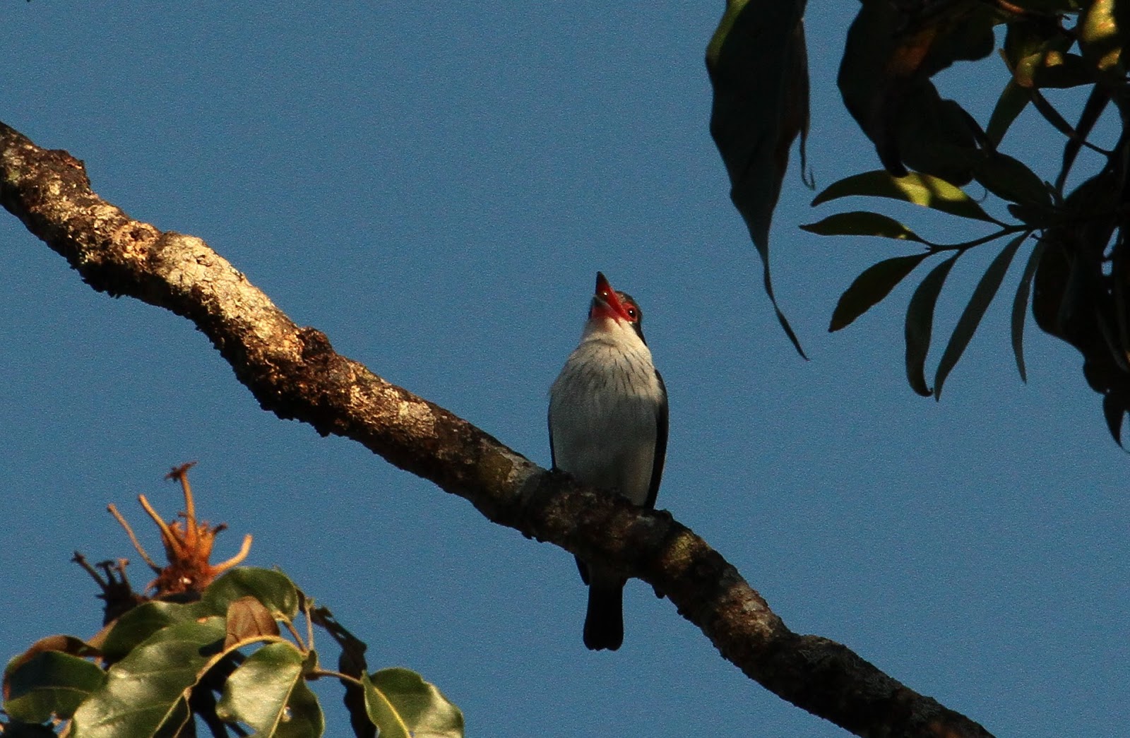 Nuestro bello mundo...: Part VIII, Birding Tour, El Brujo y el Pauji