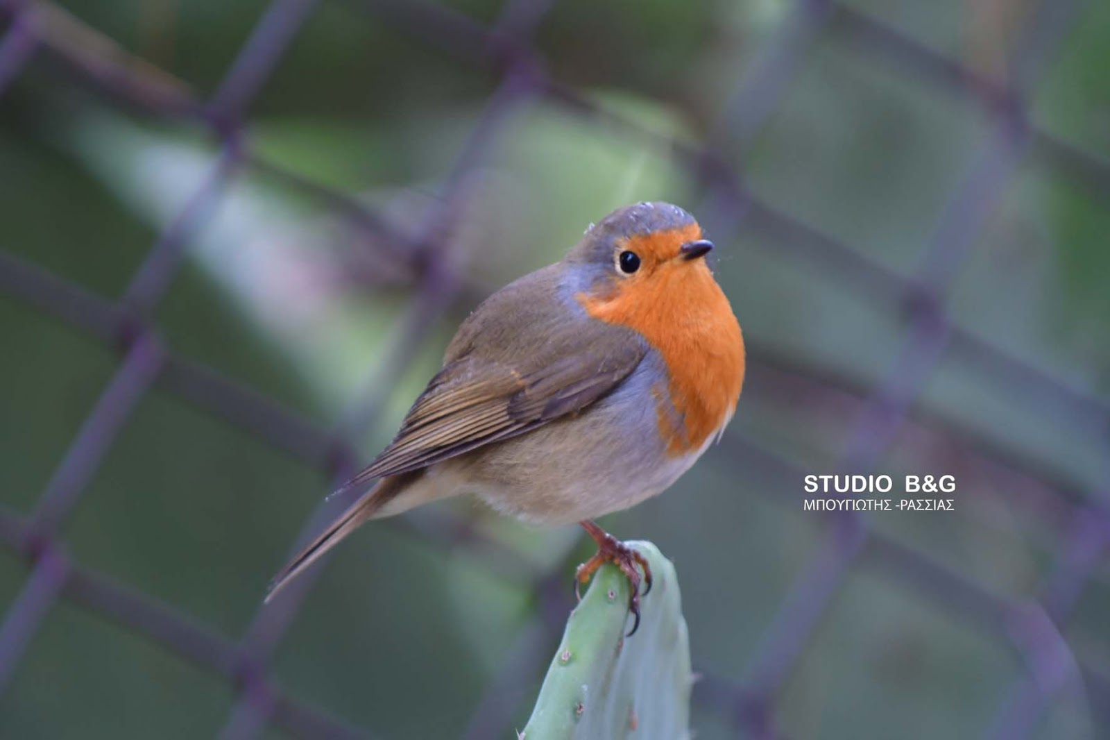 Φωτογραφία: ΝΑΥΠΛΙΟ: ΚΟΚΚΙΝΟΛΑΙΜΗΣ ΤΟ ΑΗΔΟΝΙ ΤΟΥ ΧΕΙΜΩΝΑ! (ΒΙΝΤΕΟ).
