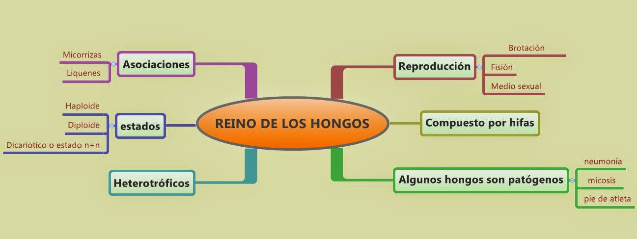 Hongos O Reino Fungi Mapa Mental Los Hongos El Reino Fungi O De Los ...