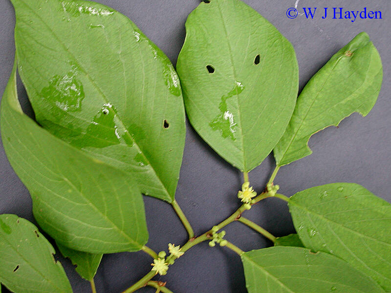 ÁRBOL DE MAVI=SOLDIERWOOD=CERVEZA NATIVA