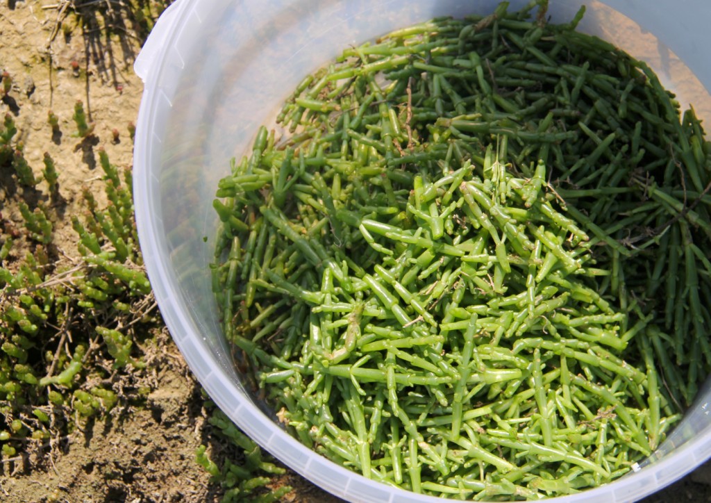 Gabela de sal: Salicornia