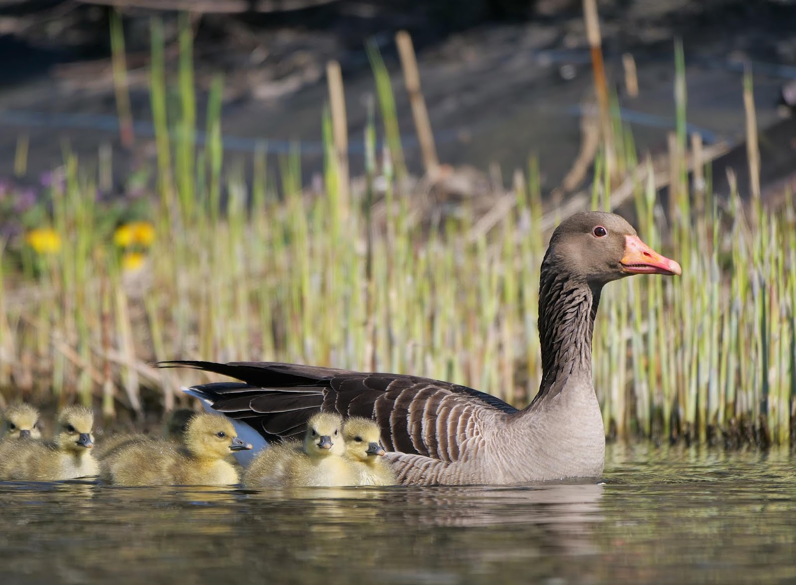 AMSTERDAMSE WATERLEIDINGDUINEN AWD: Pullen