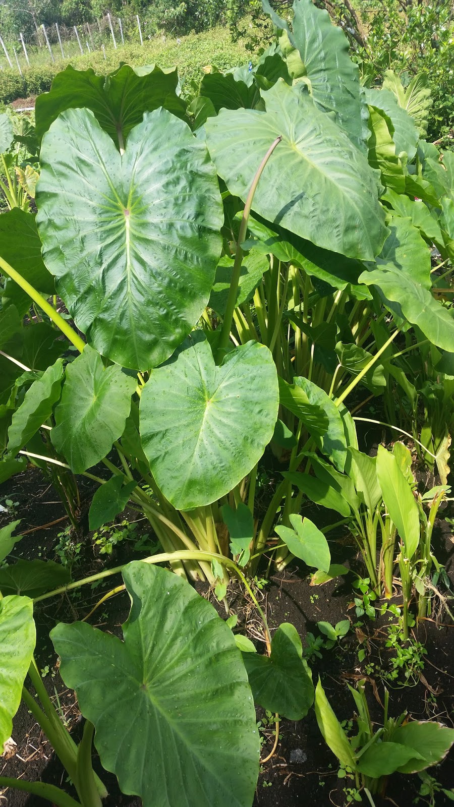 Warisan Petani: Pokok Keladi Putih