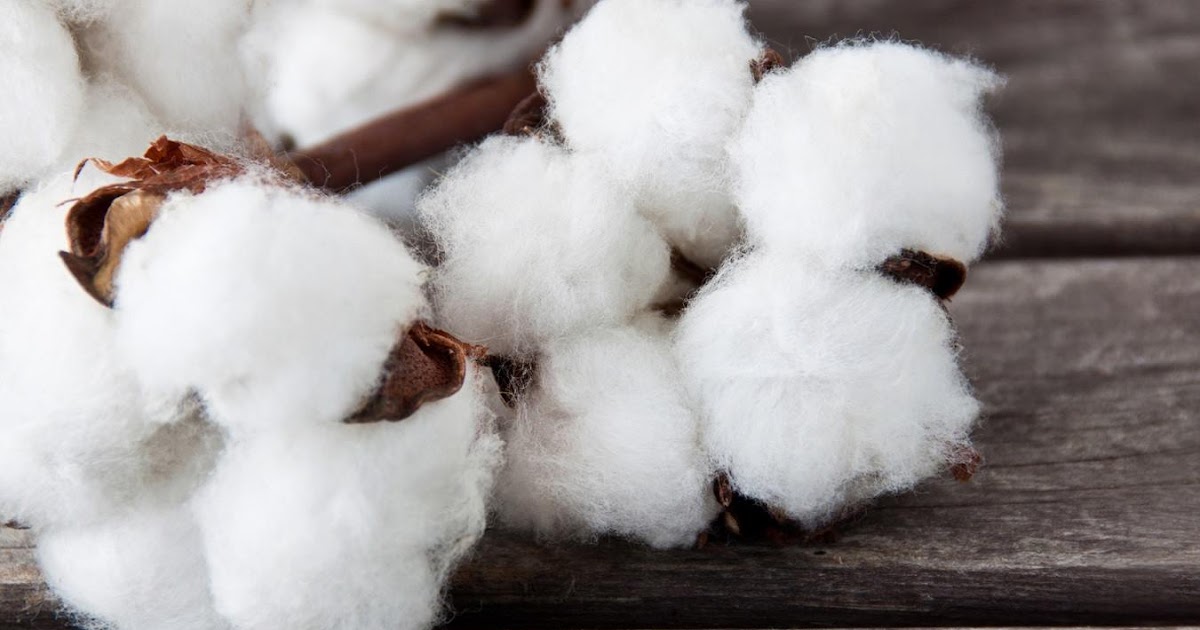 EtimologicaMente: Etimologia delle Parole: BAMBAGIA (o OVATTA o COTONE)