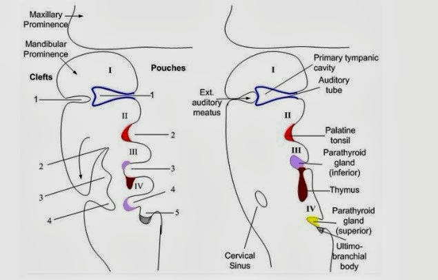 Anatomy of human body free download: Pharyngeal pouches
