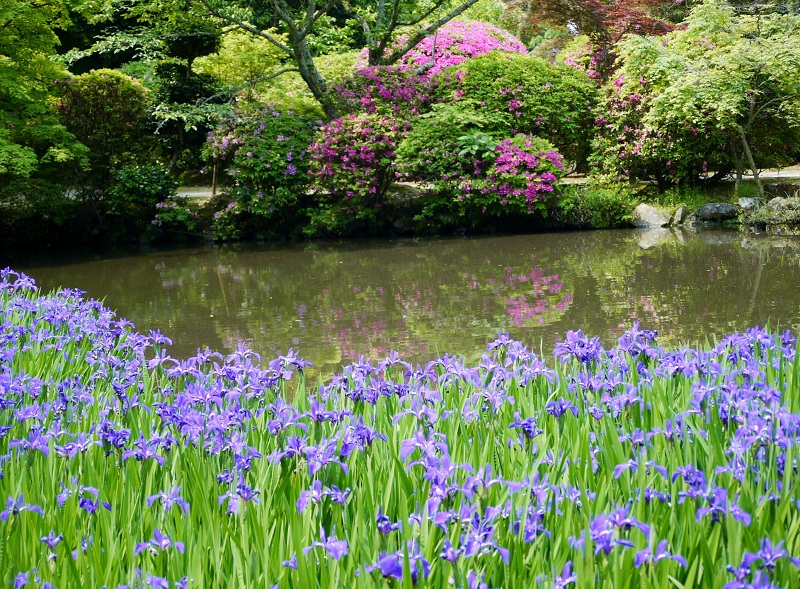 Stardust Talk : Memories of Grandmother and kakitsubata iris