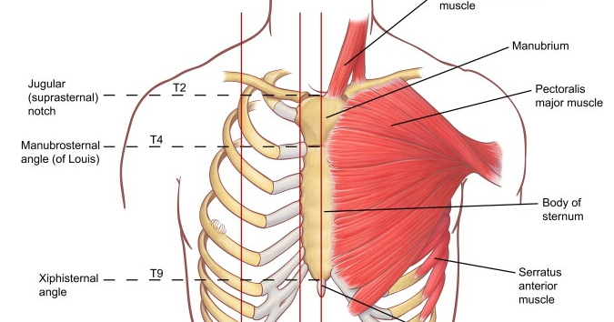 Anatomy Ireland: Thoracic Surface Anatomy