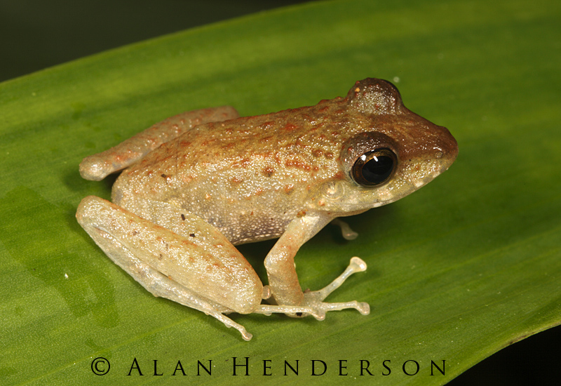 Minibeast Wildlife - Rainforest Encounters: July 2011