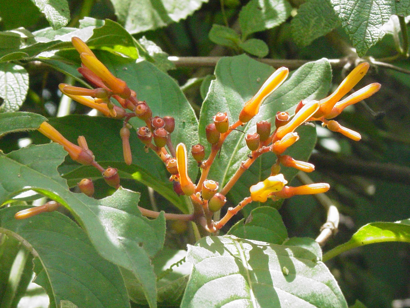 Medicinal Plants at Pura Vida Spa & Yoga Retreat: Scarletbush (Pico de ...