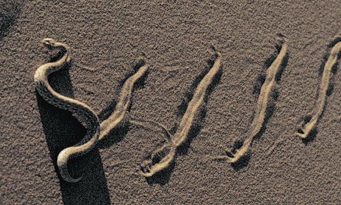 HOW DO REPTILES MOVE? - Science World