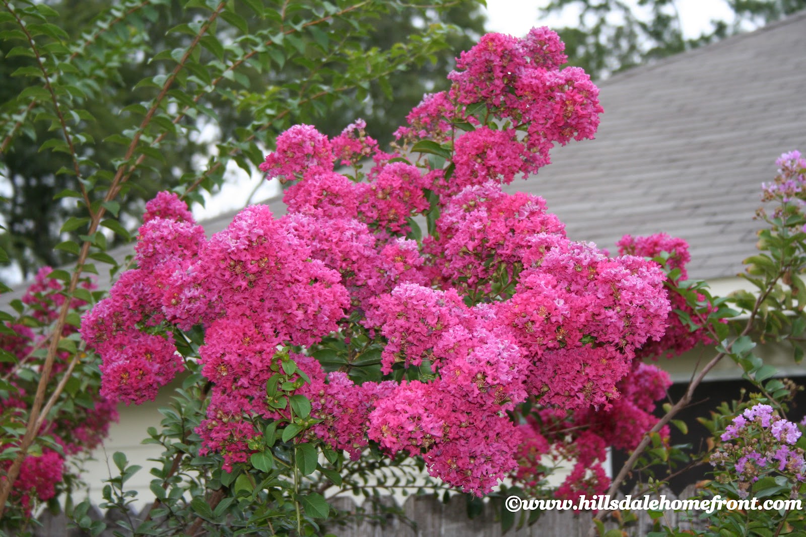 Peppermint Crepe Myrtle - Family Fun Journal