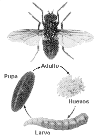 Río Negro Fly Cast: Ciclo de vida de los insectos