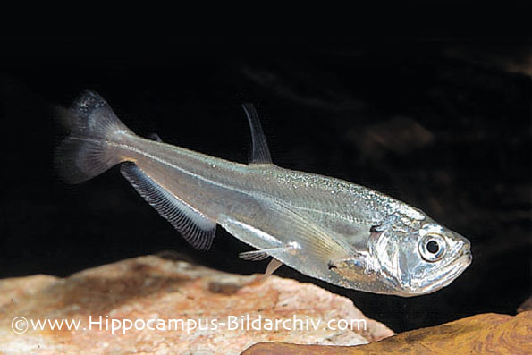 ZA FISH ACTION: Payara (Hydrolycus scomberoides), Ikan Vampir dari Amazon