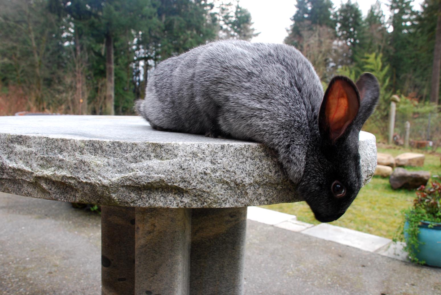 Applegarth Farm: Champagne d'Argent and American Chinchilla rabbits