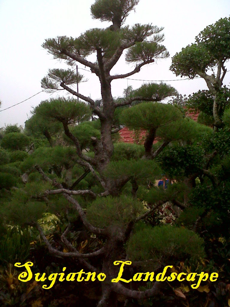 Agen bonsai cemara udang | Cara membuat cemara udang menjadi bonsai ...