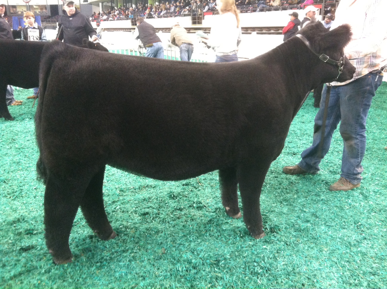 DIAMOND G CATTLE CO.: Louisville Chi Show