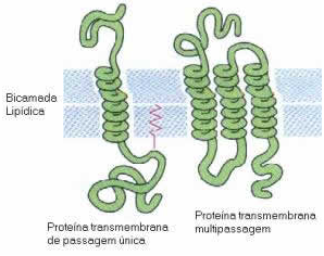 Retículo Endoplasmático