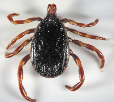 KENE RESİMLERİ-Manzaralar