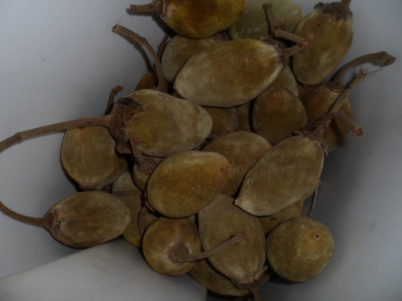 Din impresiile unui misionar...: Un fruct magic: Fructul de Baobab
