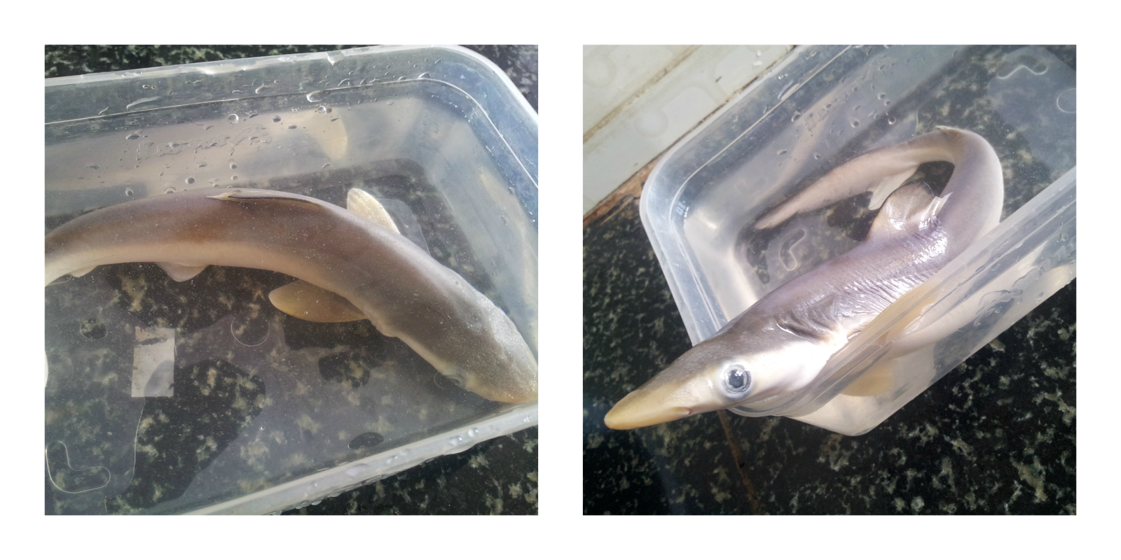 A Bowl Of Curry: Meen Nurukki Masala / Fried and crumbled fish in spicy ...