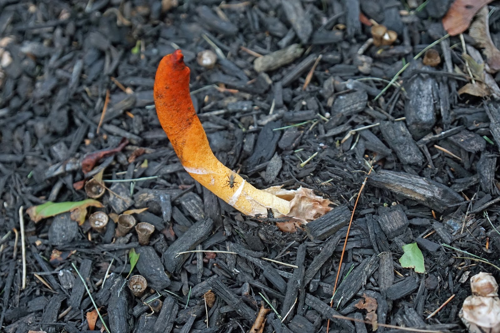 Written In Stone...seen through my lens: November 2016